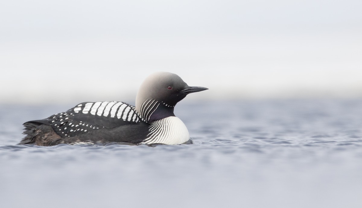 Pacific Loon - Gavia pacifica - Media Search - Macaulay Library and eBird