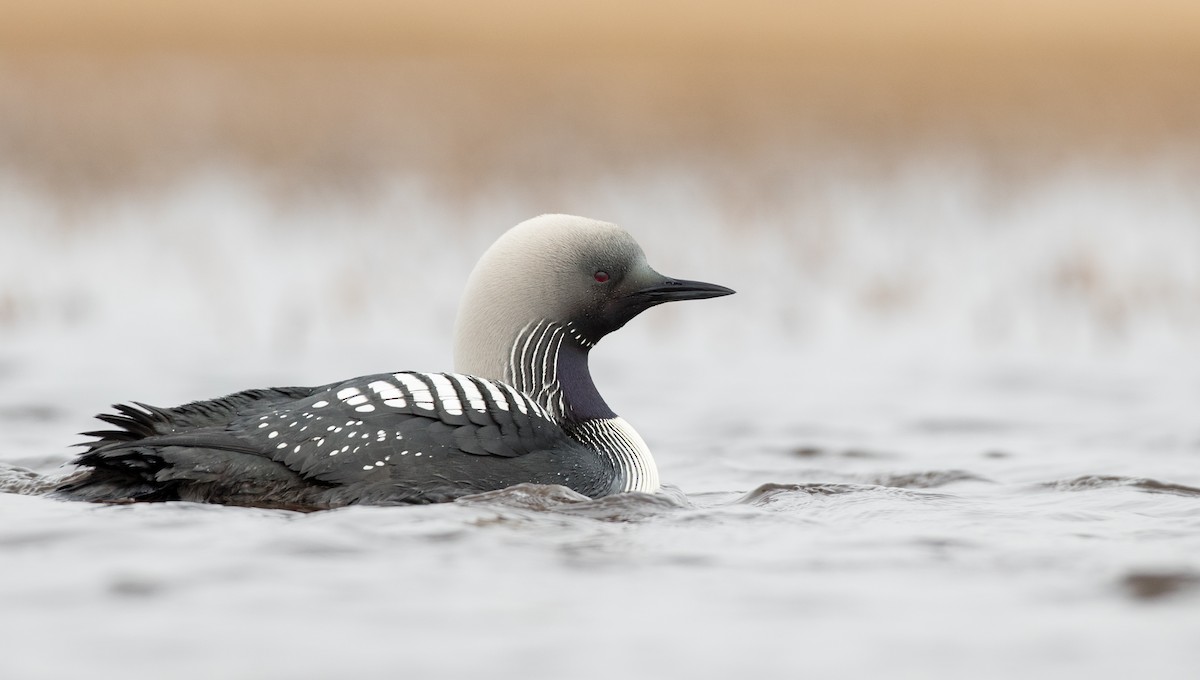 Pacific Loon - Gavia pacifica - Media Search - Macaulay Library and eBird