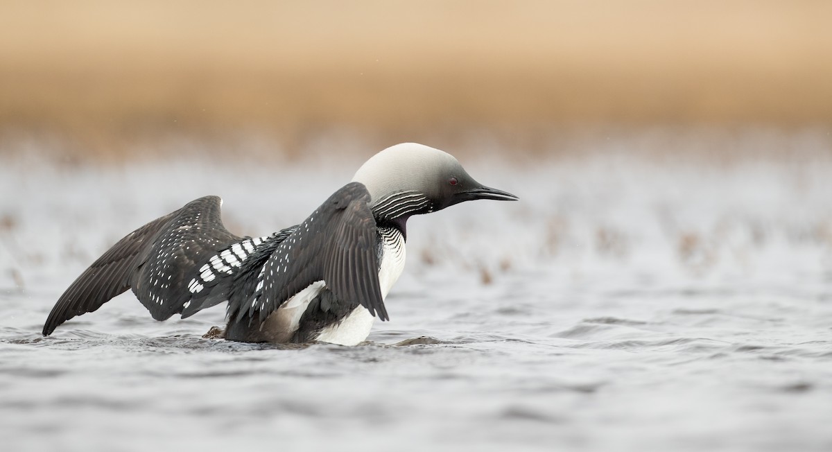 Pacific Loon - Gavia pacifica - Media Search - Macaulay Library and eBird