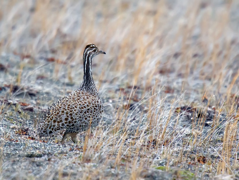 Perdiz austral - eBird
