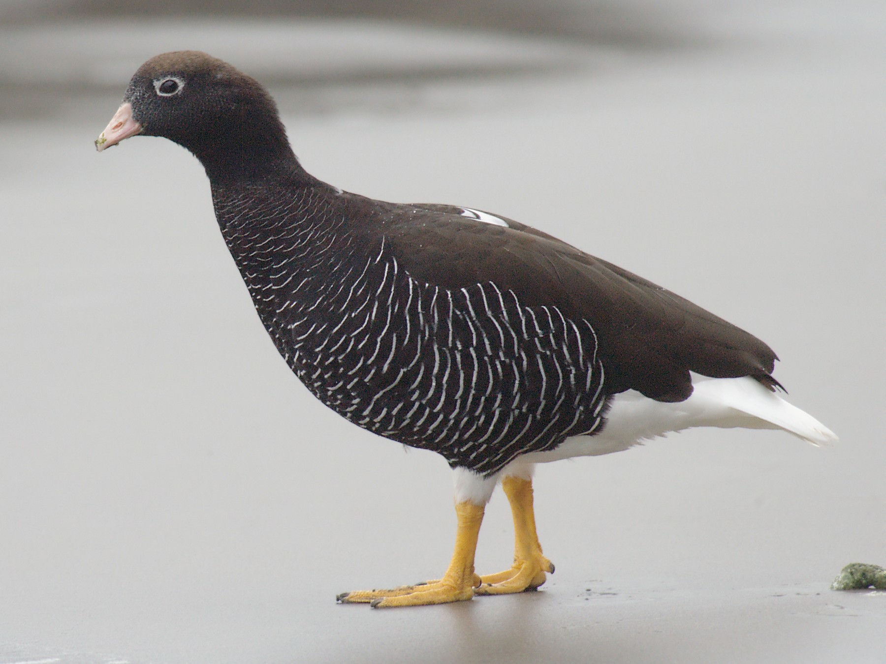 Kelp Goose - eBird
