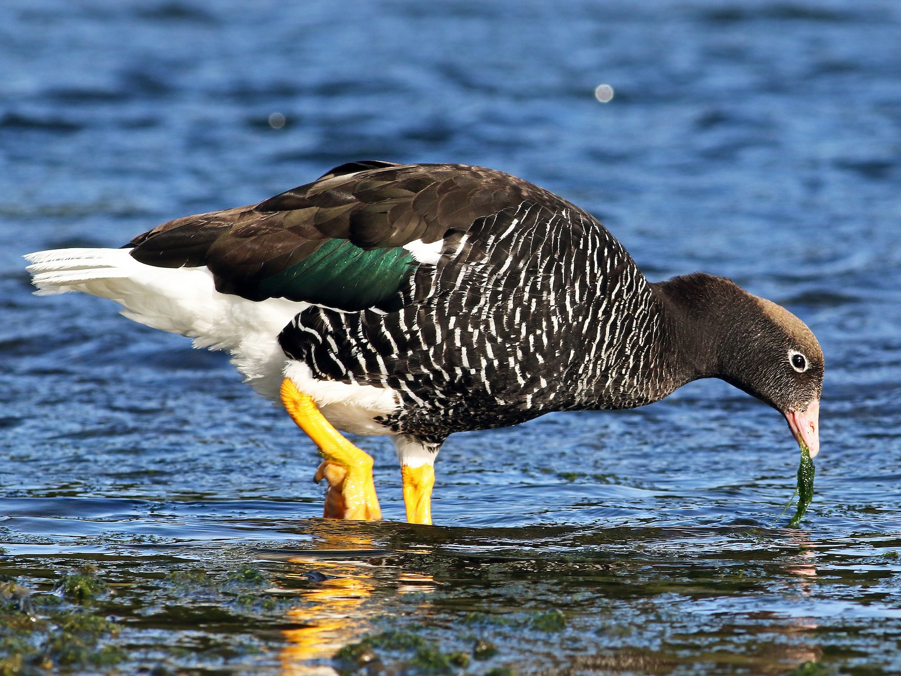 Kelp Goose - eBird