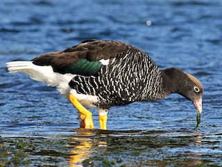 Kelp Goose - eBird