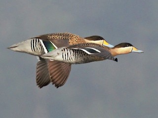 Silver Teal - eBird