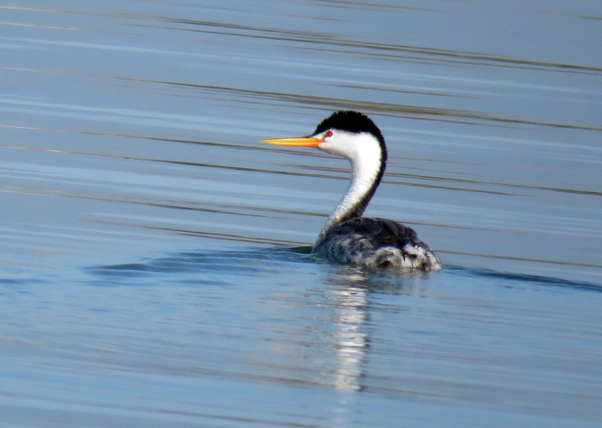 eBird Checklist - 13 Jul 2018 - Frank G. Bonelli RP/Puddingstone ...