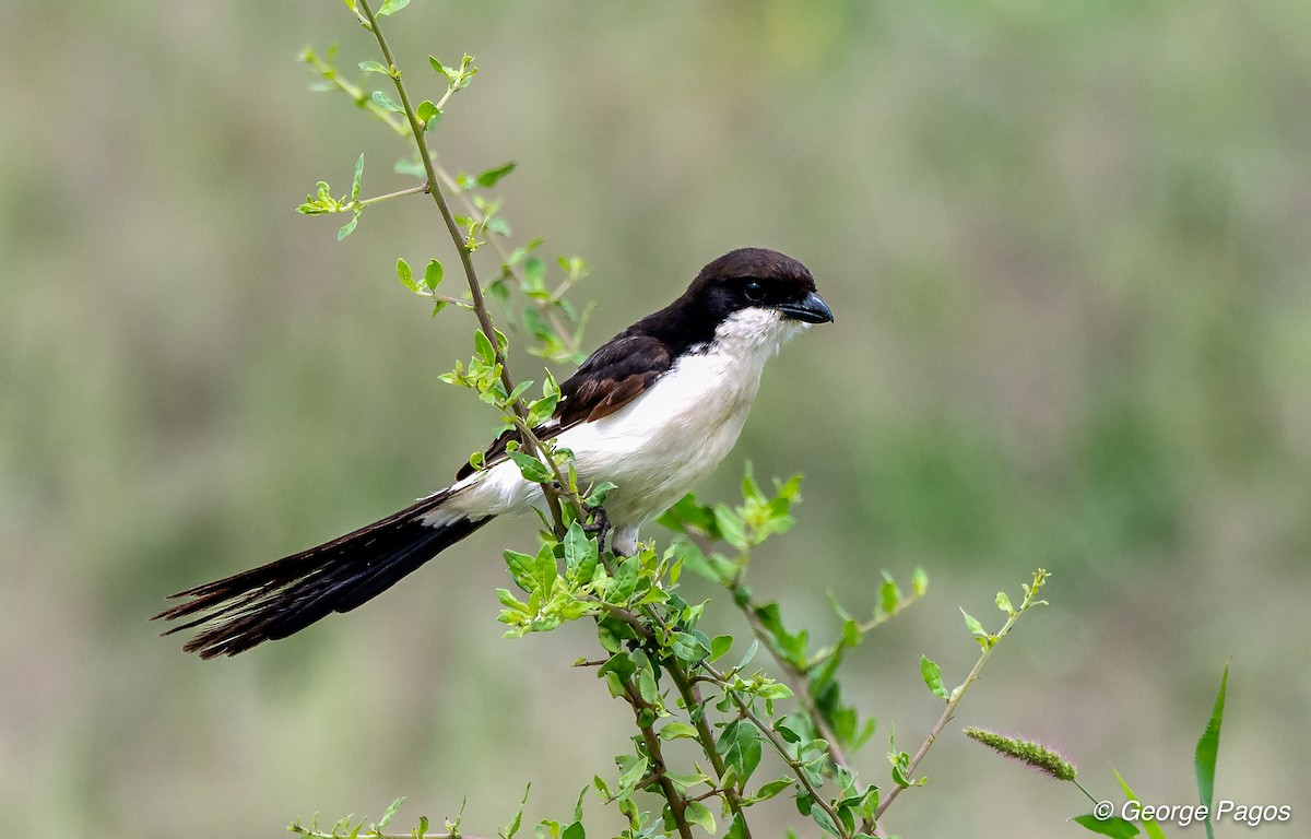 Long-tailed Fiscal - Lanius cabanisi - Birds of the World