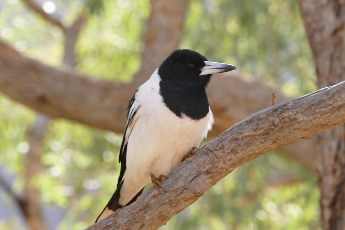 eBird Checklist - 12 Jul 2018 - Uluru-Kata Tjuta National Park ...