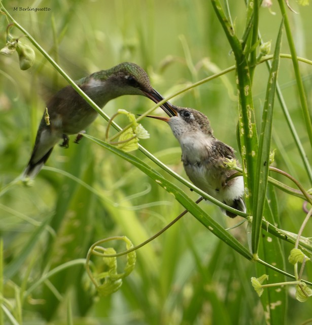 Ruby Throated Hummingbird Baby