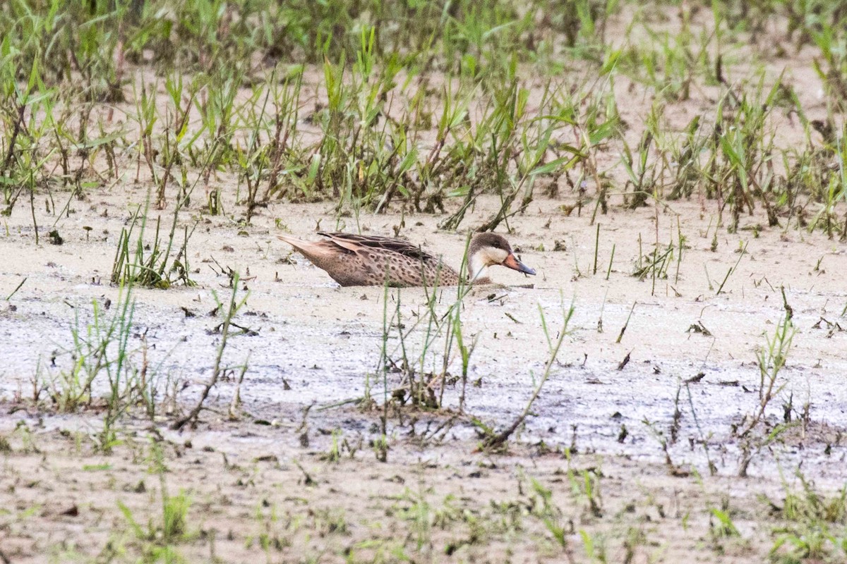 eBird Checklist - 1 Jul 2018 - Laguna Pomacochas - 21 species