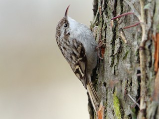 Short-toed Treecreeper - Certhia brachydactyla - Birds of the World