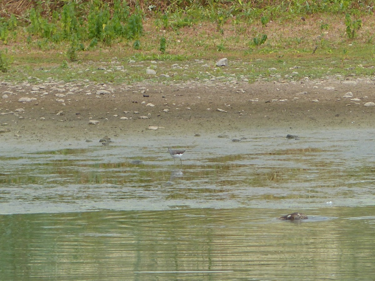 eBird Checklist - 17 Jul 2018 - Brandon Marsh SSSI and NR - 36 species