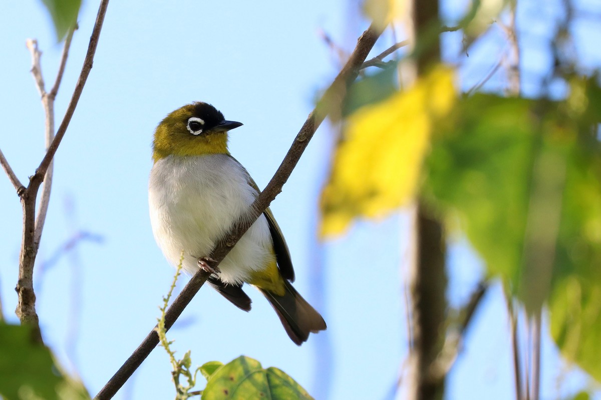 Black-crowned White-eye - Zosterops atrifrons - Birds of the World