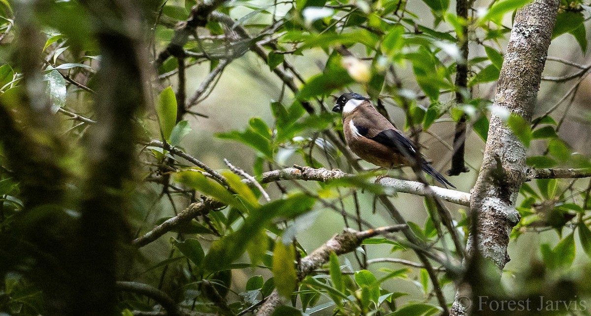 White-cheeked Bullfinch - Pyrrhula leucogenis - Birds of the World