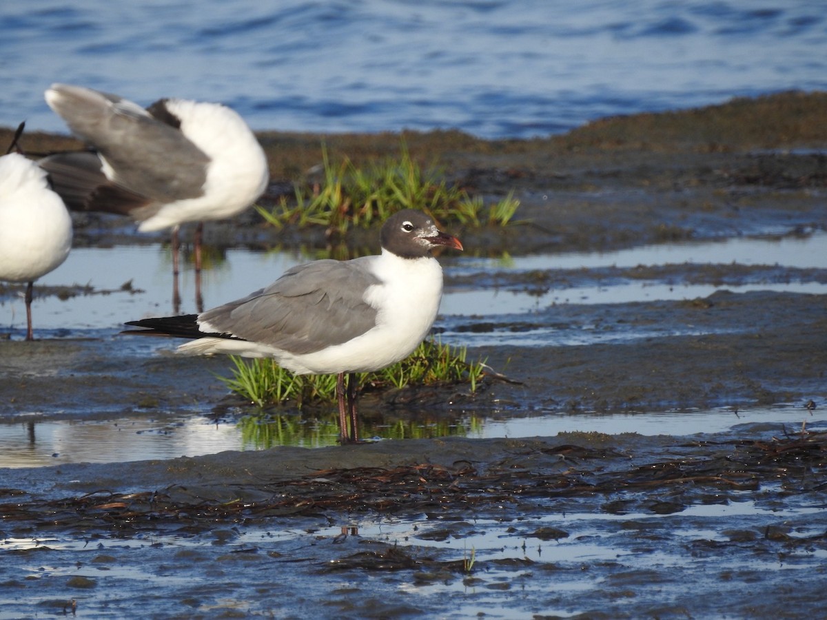 ML108046001 - Laughing Gull - Macaulay Library