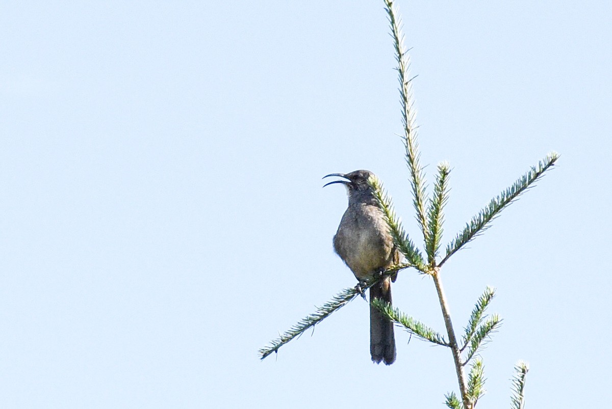 eBird Checklist - 21 Jul 2018 - King Range NCA--Horse Mountain Ridge ...