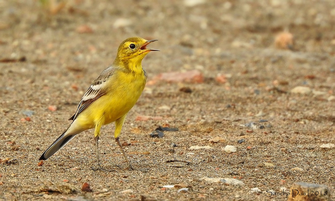 Western Yellow x Citrine Wagtail (hybrid) - eBird