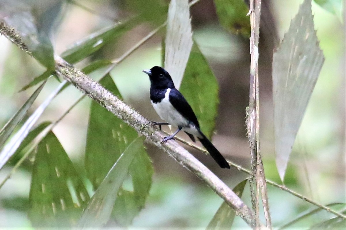 Hooded Monarch - Symposiachrus manadensis - Birds of the World