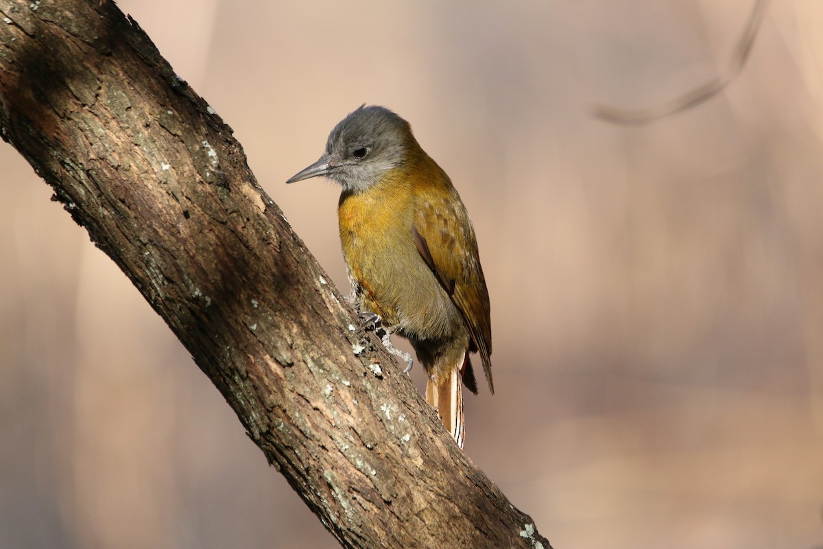 Olive Woodpecker - Dendropicos griseocephalus - Birds of the World