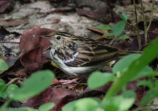 Sokoke Pipit - Anthus sokokensis - Birds of the World