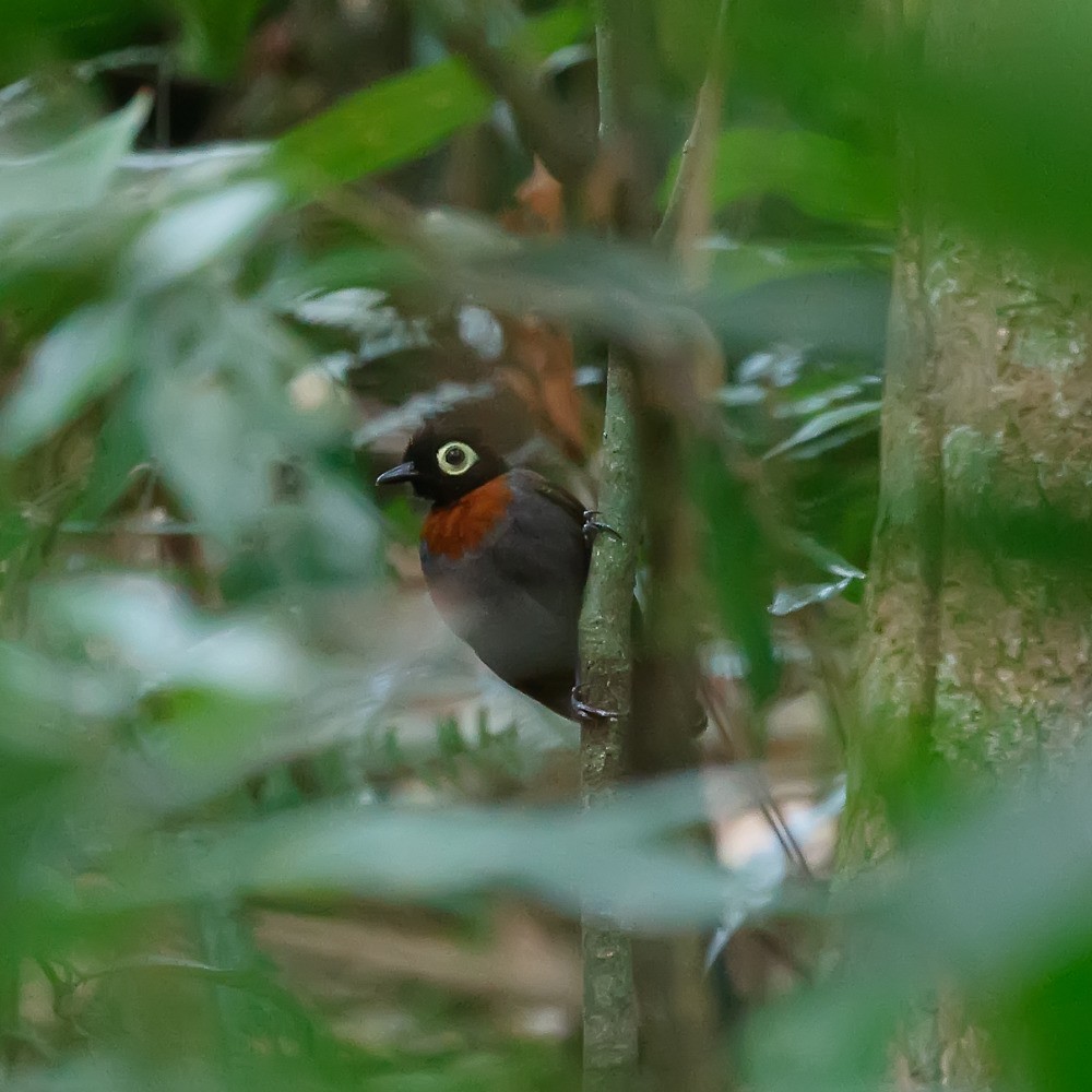 Harlequin Antbird - Rhegmatorhina berlepschi - Birds of the World
