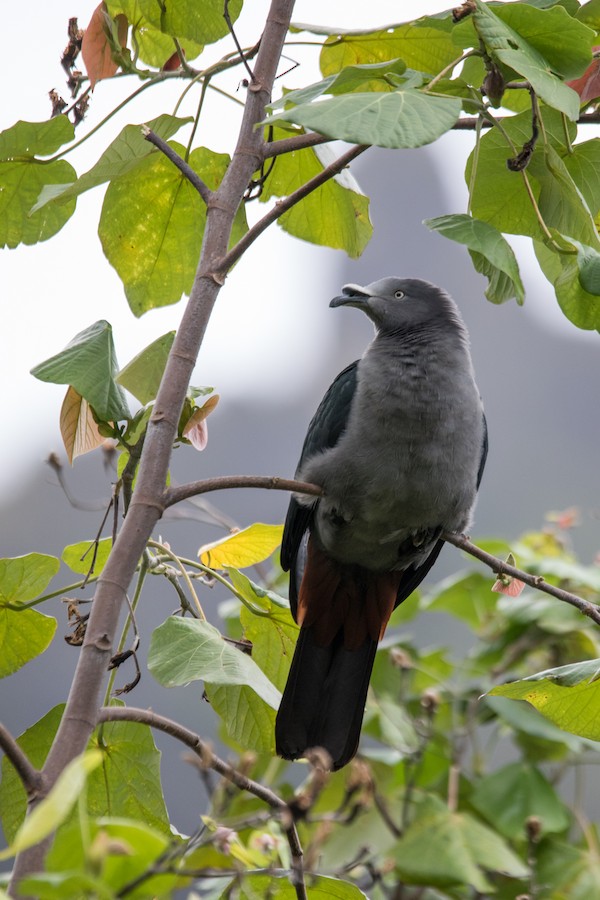 Marquesas Imperial-Pigeon - eBird
