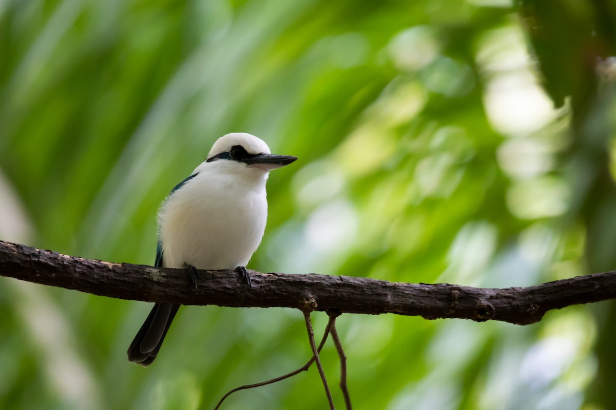 Marquesan Kingfisher - Todiramphus godeffroyi - Birds of the World