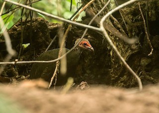 Nicobar Scrubfowl - Megapodius nicobariensis - Birds of the World