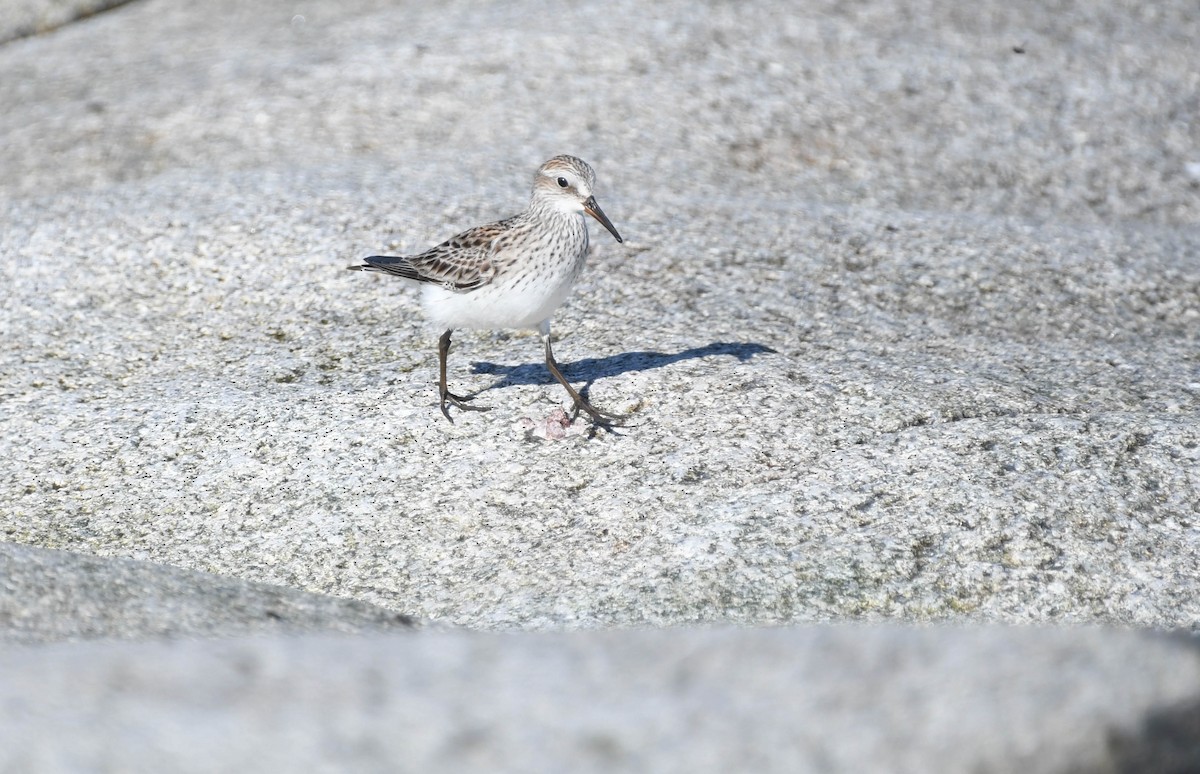 eBird Checklist - 15 Jun 2018 - Petit Manan NWR--Petit Manan Island - 16 species (+1 other taxa)