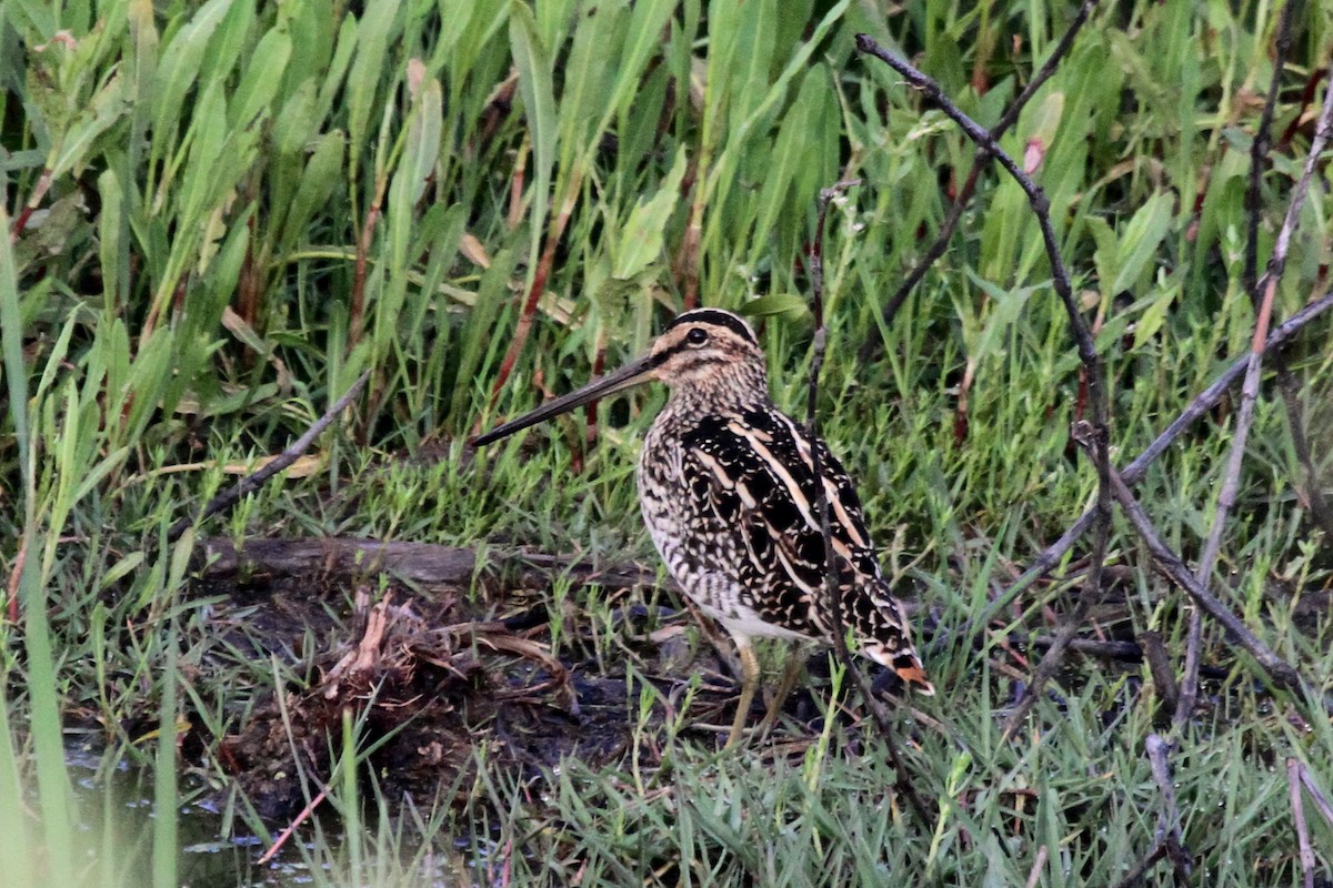 African Snipe - Gallinago nigripennis - Birds of the World