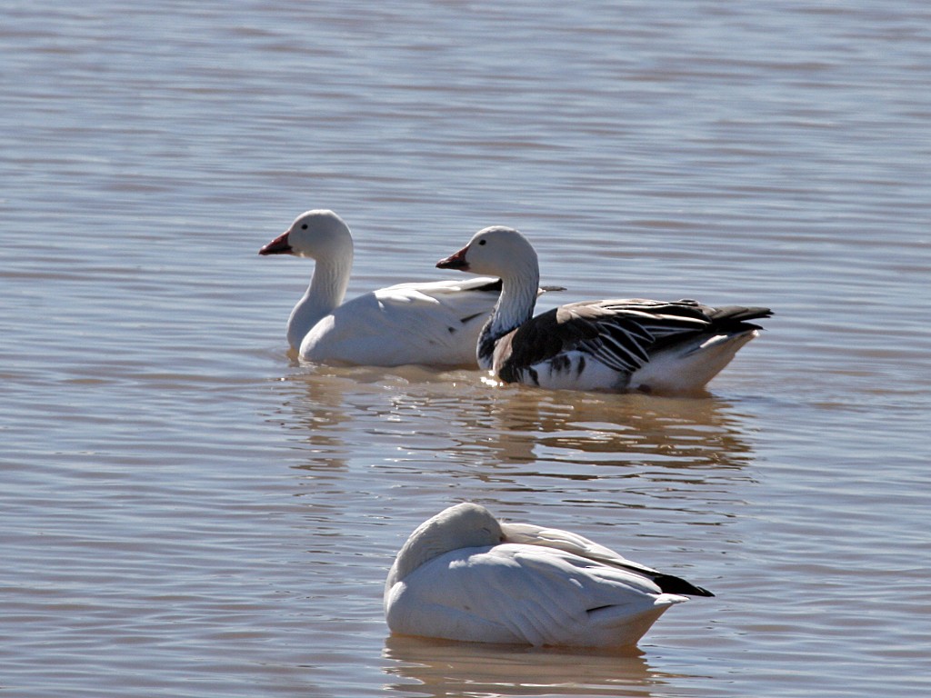 eBird Checklist - 16 Nov 2008 - Bosque del Apache NWR - 5 species