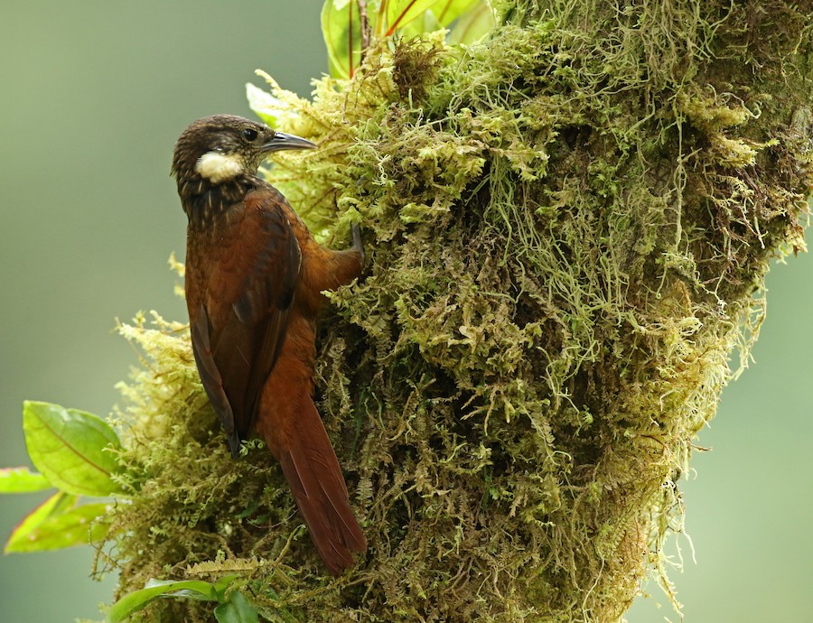 Buffy Tuftedcheek (Pacific) - eBird