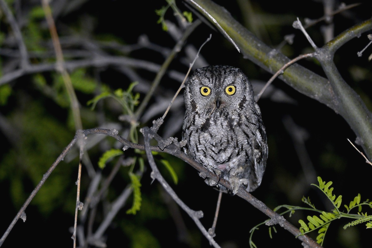 eBird Checklist - 22 Apr 2018 - Madera Canyon--Proctor Rd. - 6 species