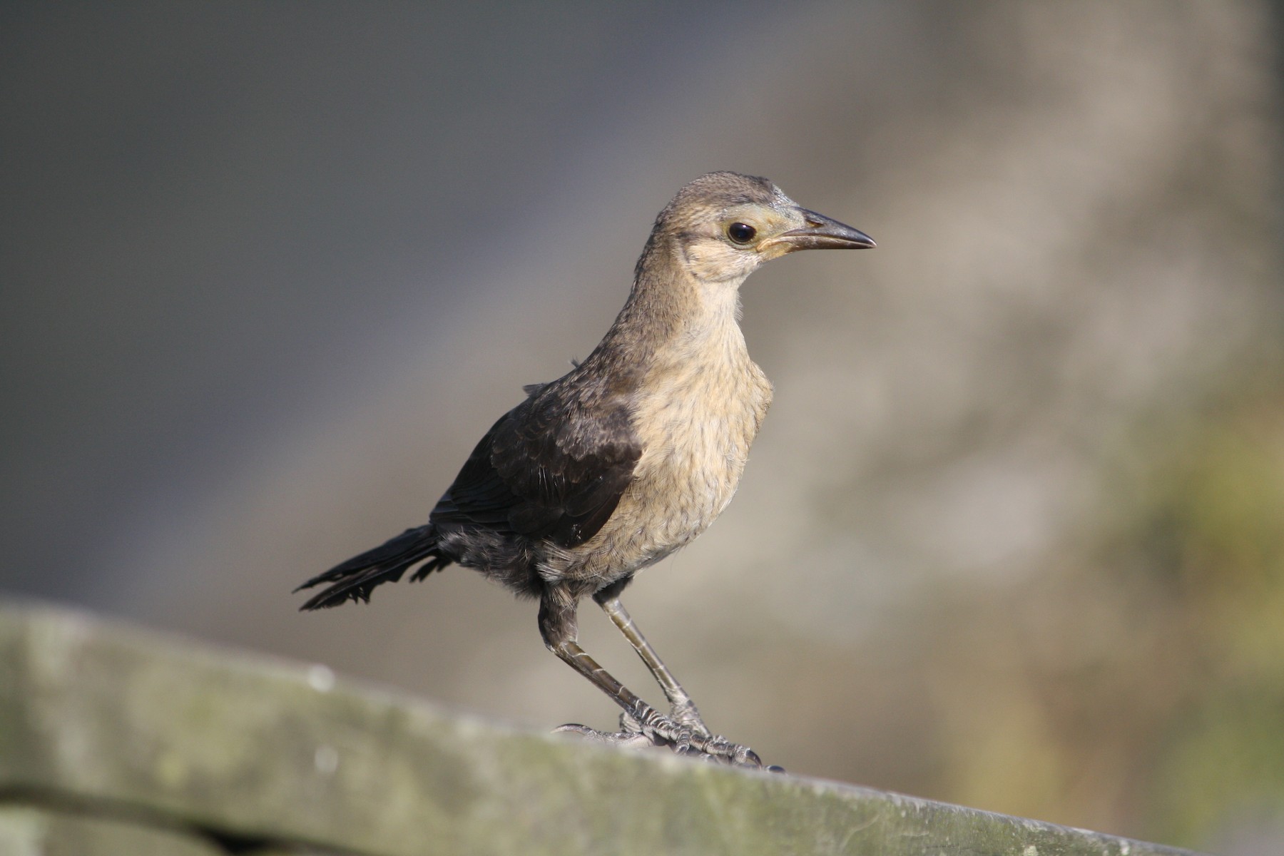 Zanate marismeño/mexicano - eBird