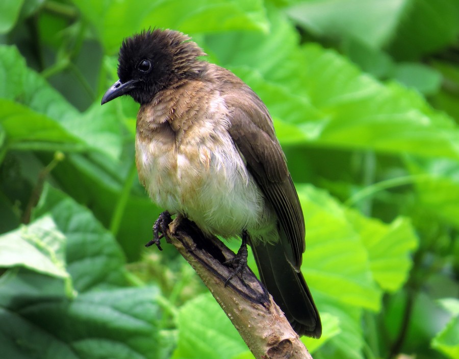 Common Bulbul (Somali) - eBird