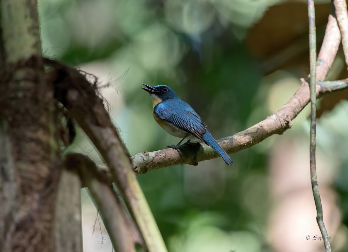 Palawan Blue Flycatcher - Cyornis lemprieri - Birds of the World