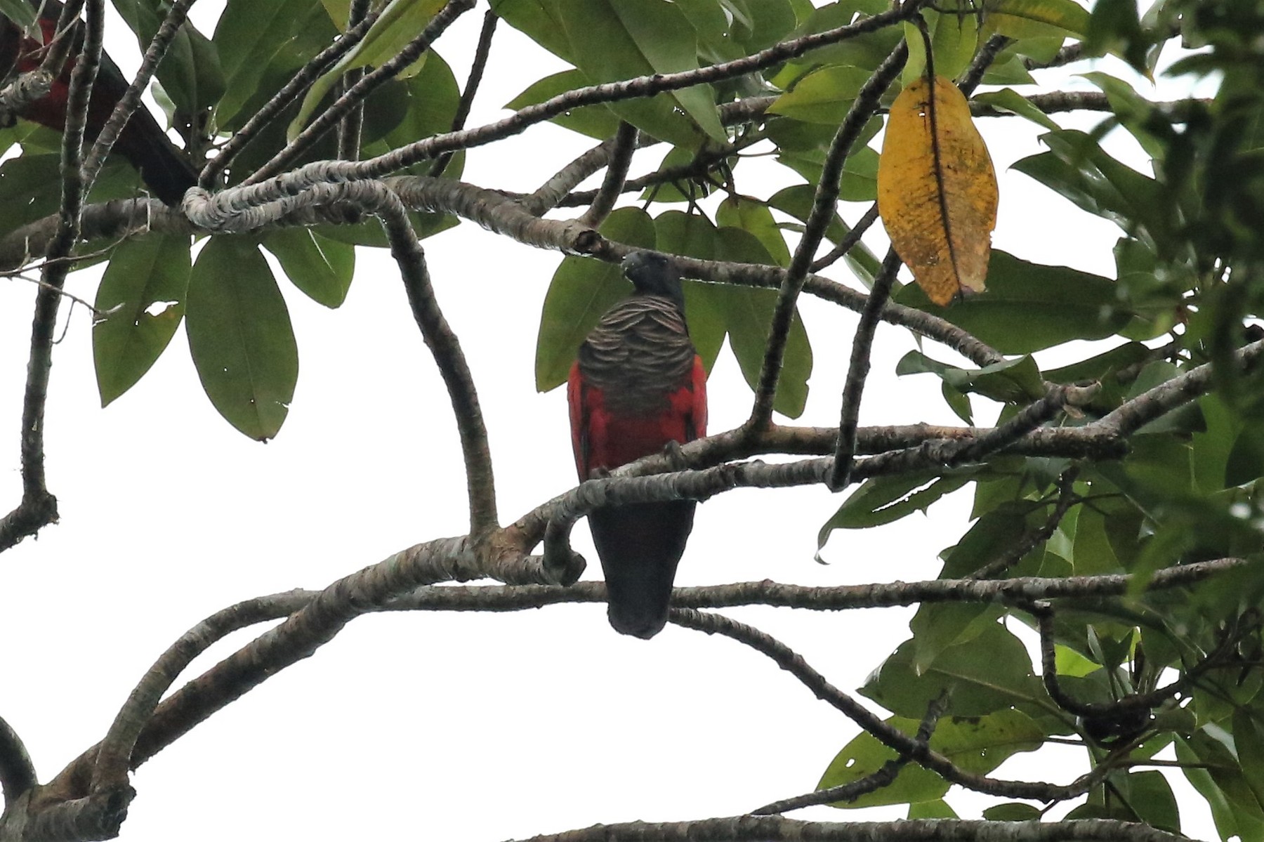 Pesquet's Parrot - eBird