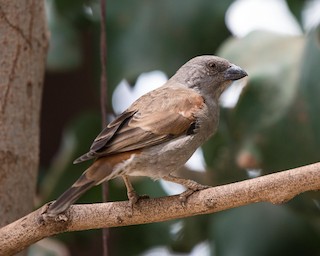 Parrot-billed Sparrow - Passer gongonensis - Birds of the World