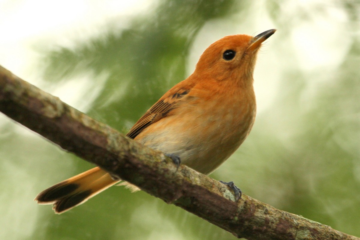 Rarotonga Monarch - Pomarea dimidiata - Birds of the World