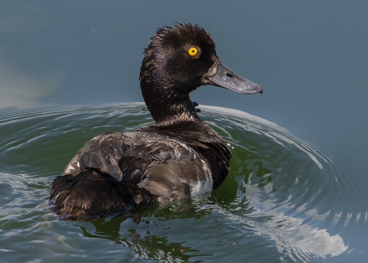 eBird Checklist - 31 Jul 2018 - Andrew H. Hulsey State Fish Hatchery ...