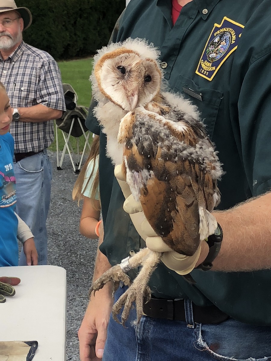 eBird Checklist - 31 Jul 2018 - Mount Joy Farm - 11 species