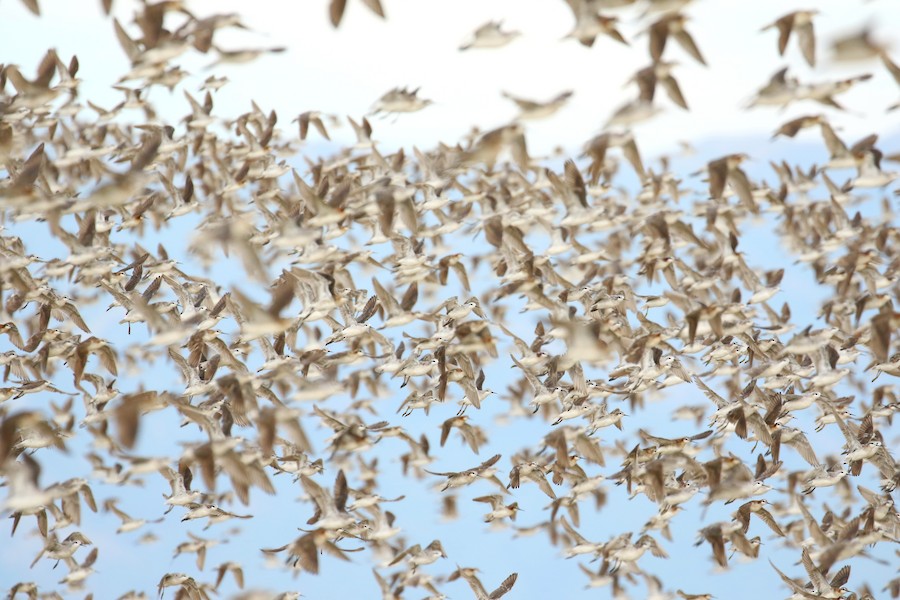 Pollito de mar sp. - eBird