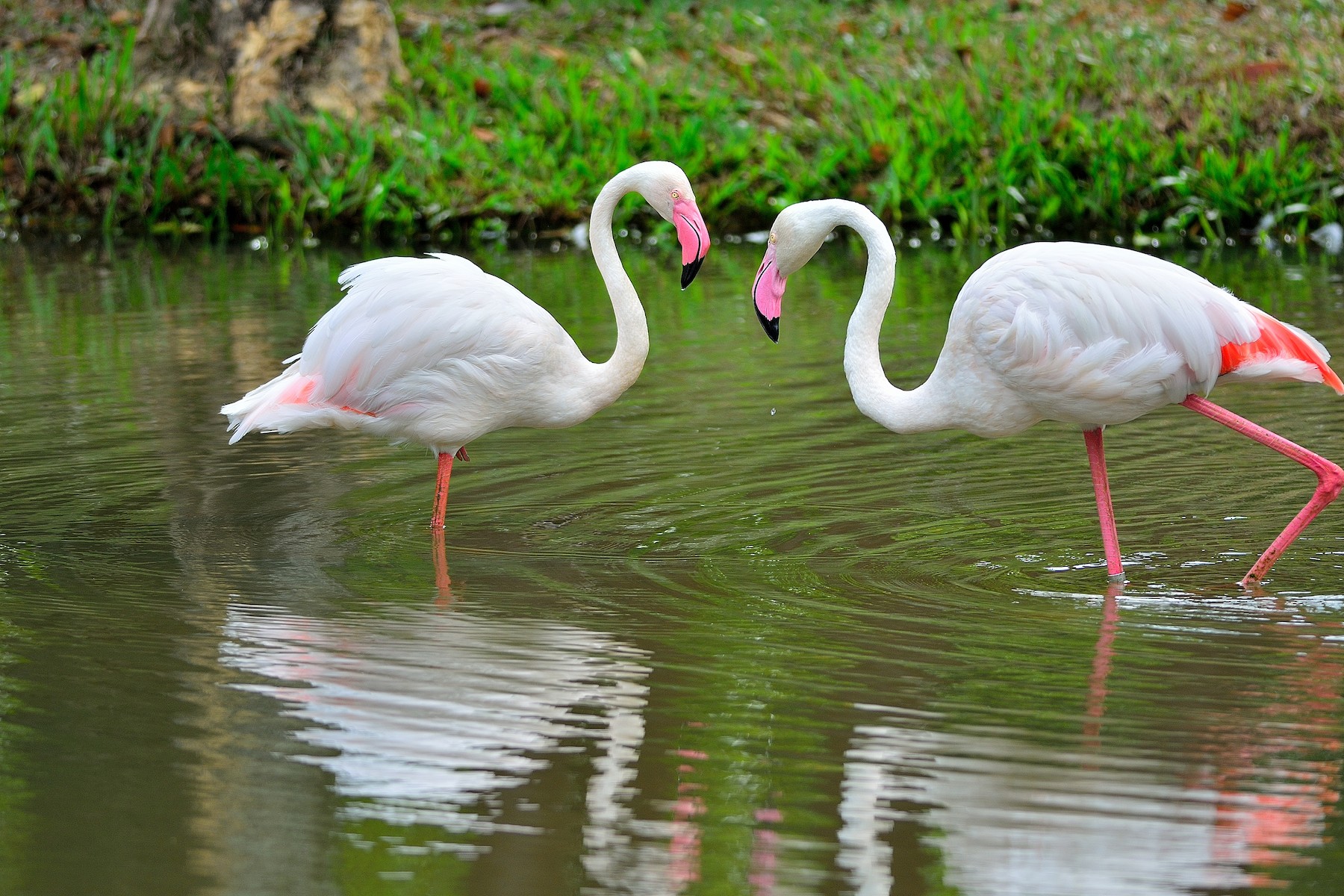 American/Greater Flamingo - eBird