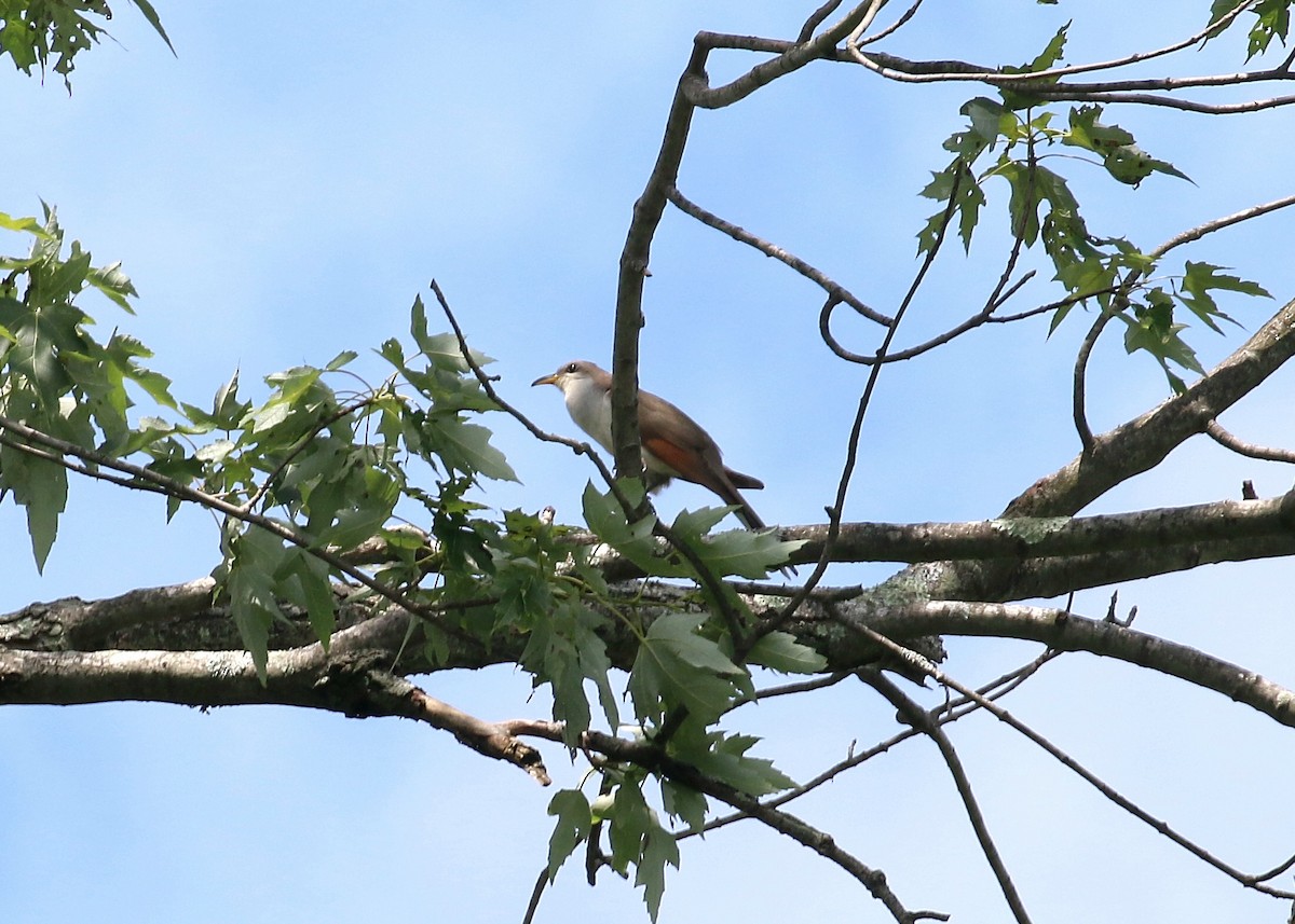 eBird Checklist - 4 Aug 2018 - Wallkill River NWR--Liberty Marsh ...