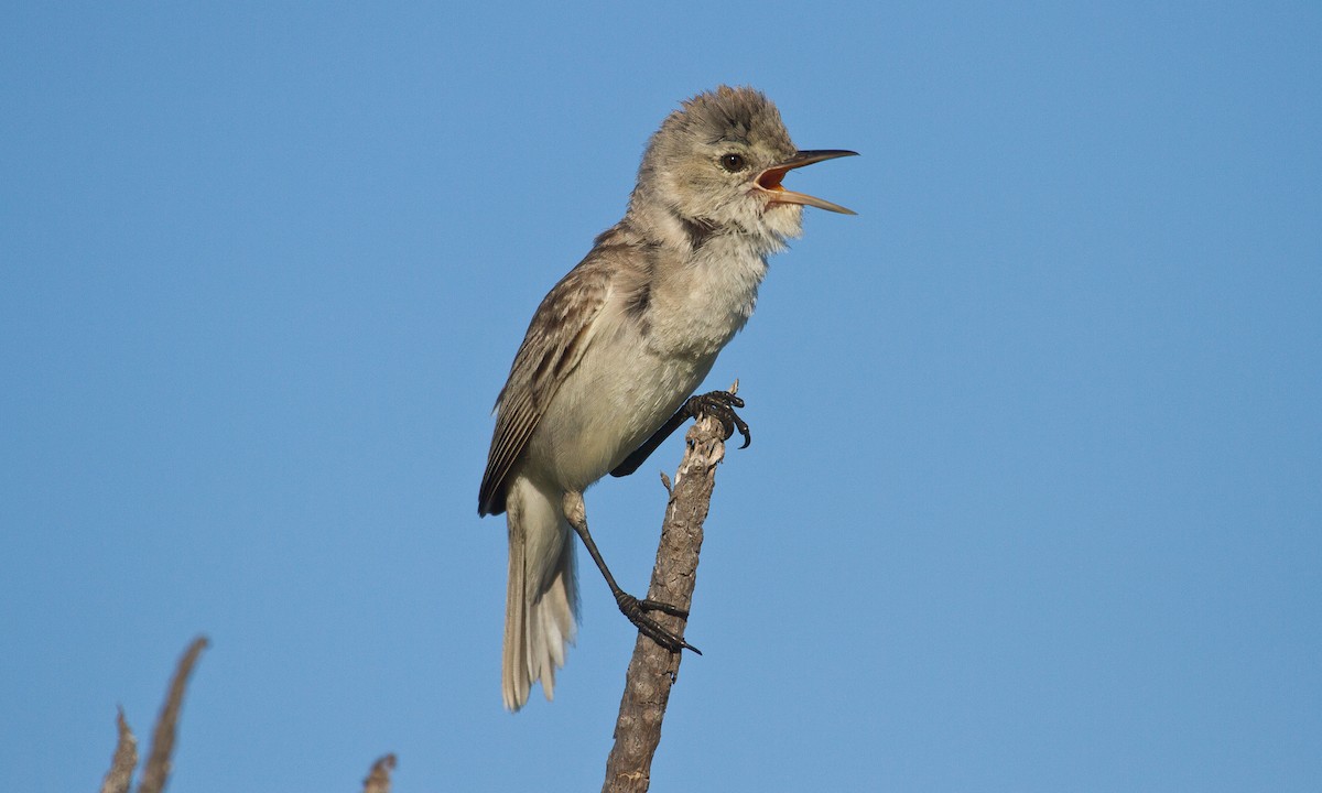 Kiritimati Reed Warbler - Acrocephalus aequinoctialis - Birds of the World