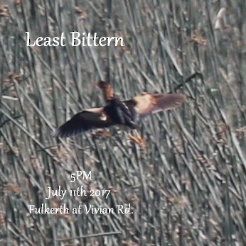 eBird Checklist - 11 Jul 2017 - Vivian Rd. x W Fulkerth Rd. wetlands ...
