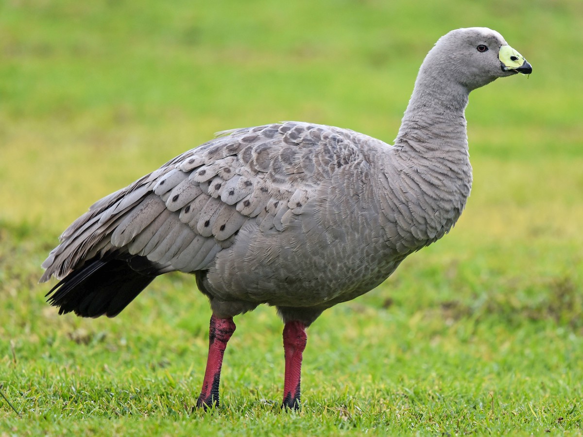 Cape Barren Goose - Cereopsis novaehollandiae - Birds of the World