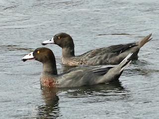 Blue Duck - eBird