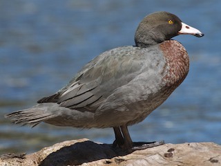 Blue Duck - eBird