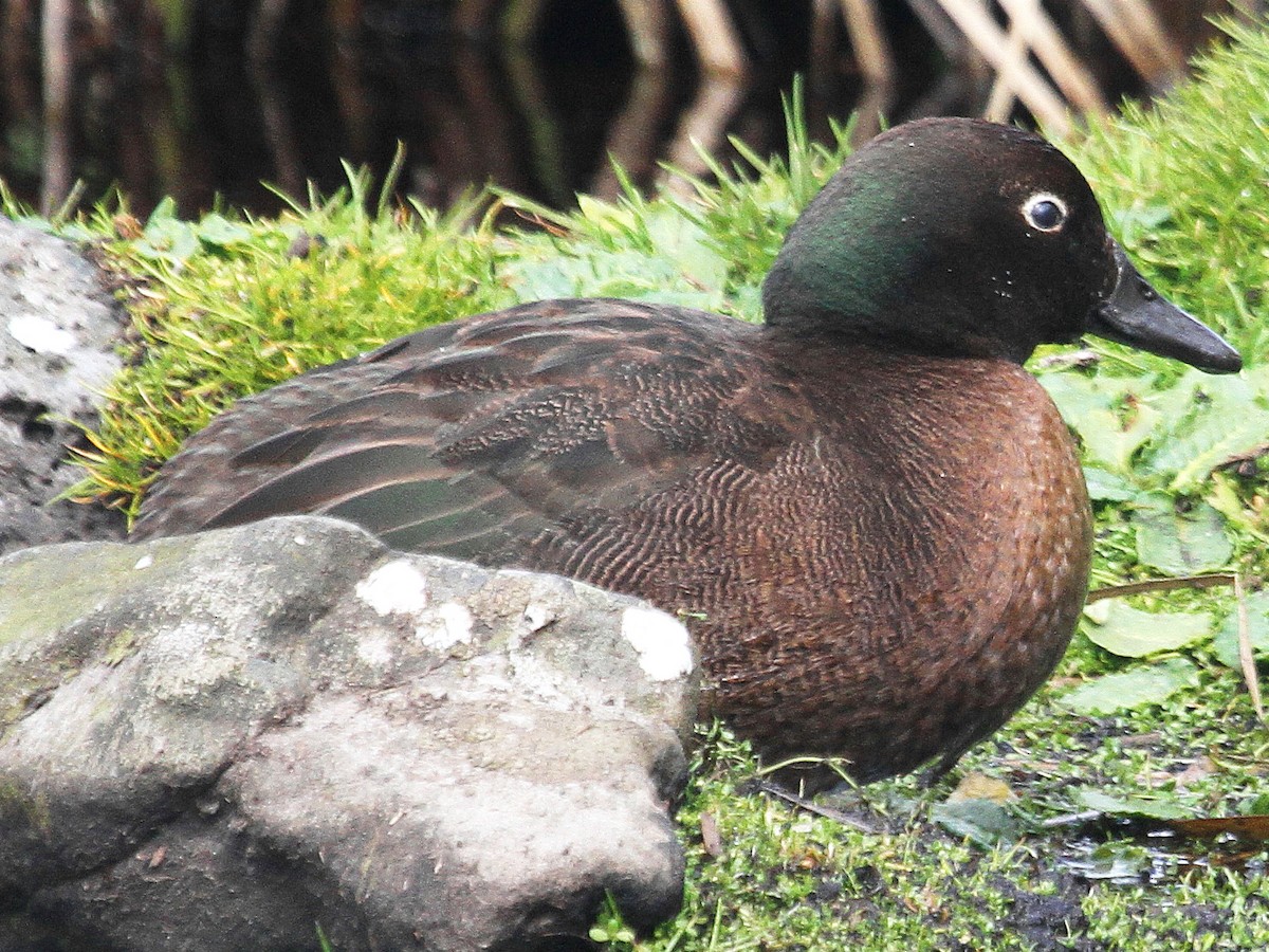 Auckland Islands Teal - Anas aucklandica - Birds of the World