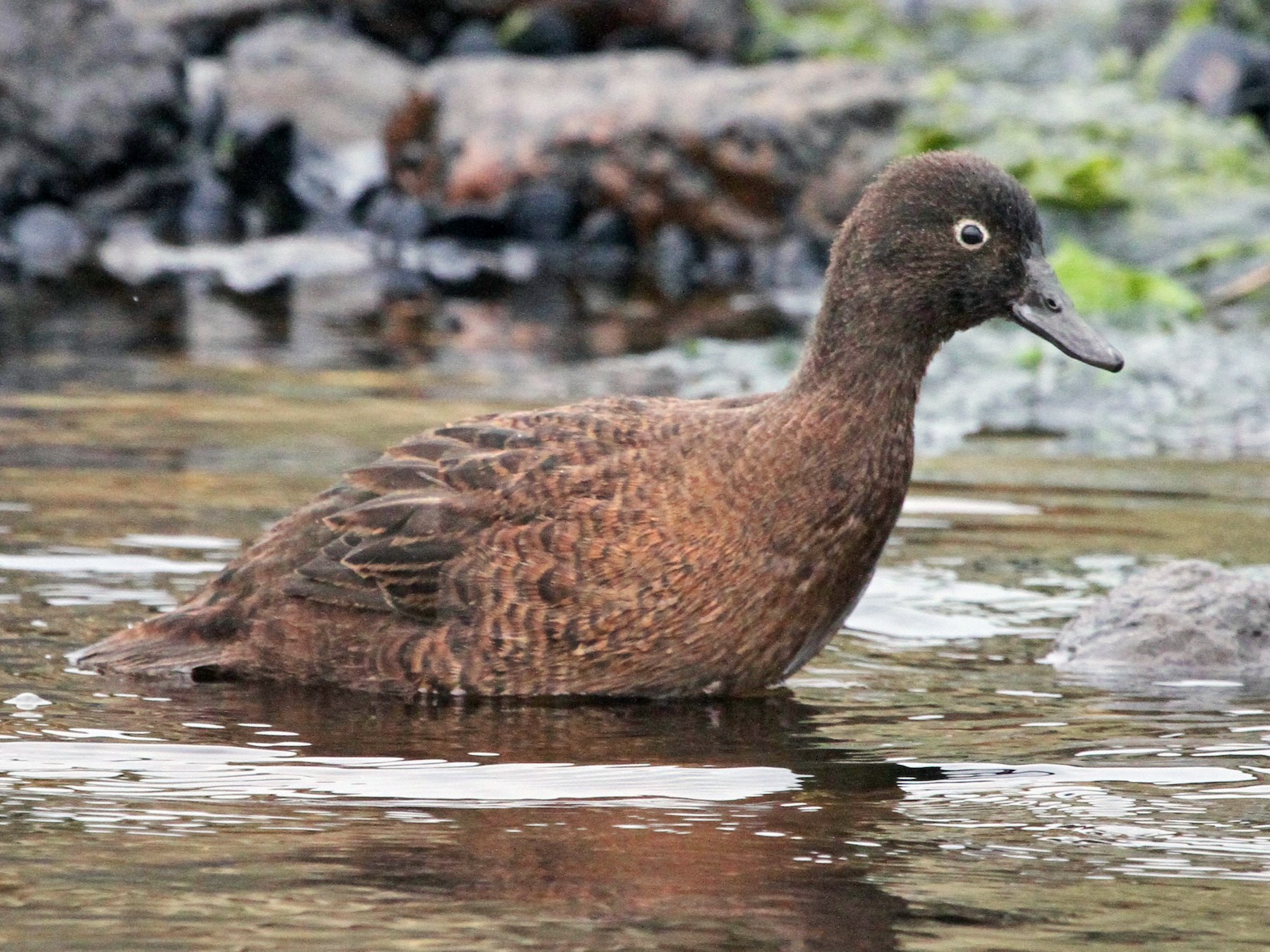 Campbell Islands Teal - eBird